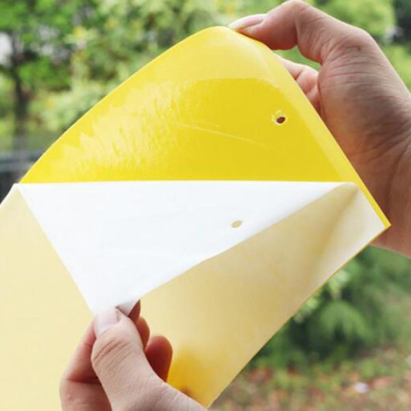 Why are sticky insect glue traps yellow and blue?